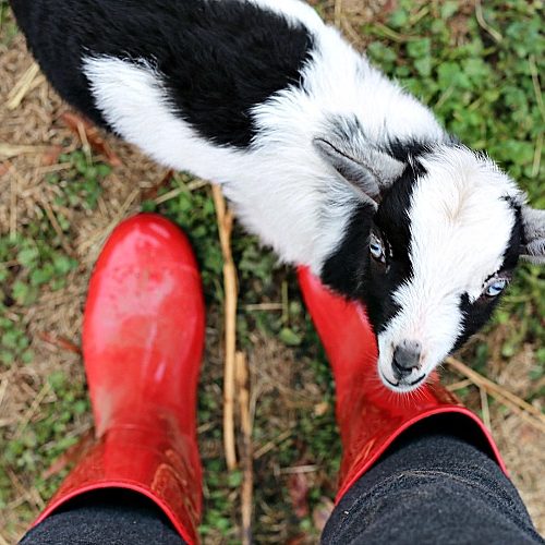 Goats Archives - Farmette Kitchen